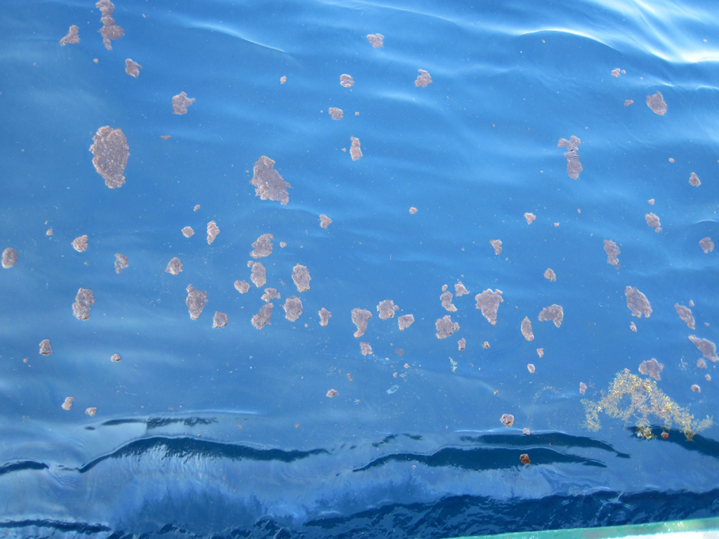 Every snow often oil, microbes, and sediment get together and sink ...