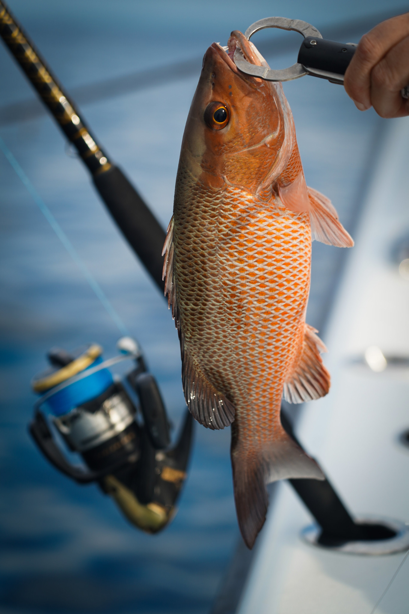 Regional Reef Fish Collaborative gathers, refines, and communicates ...