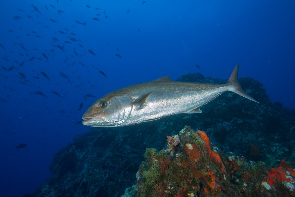 Greater Amberjack Research Program – Sea Grant in the Gulf of America