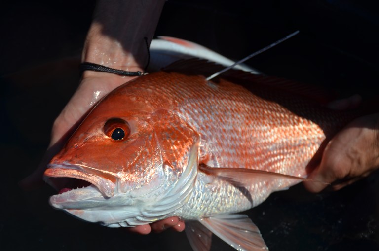 South Atlantic Red Snapper Research Program – Sea Grant in the Gulf of ...