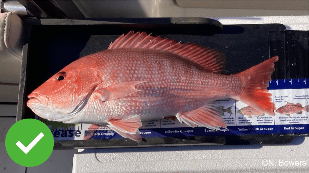 South Atlantic Release Rodeo – Sea Grant in the Gulf of America